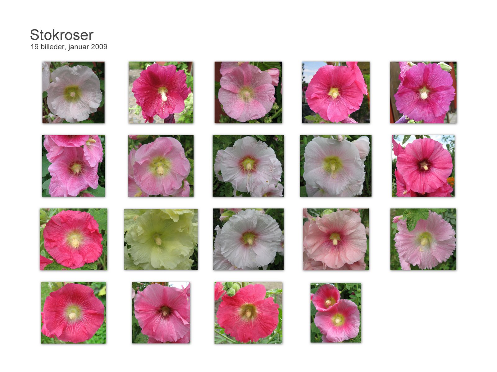 Sen blomstring - stokrose