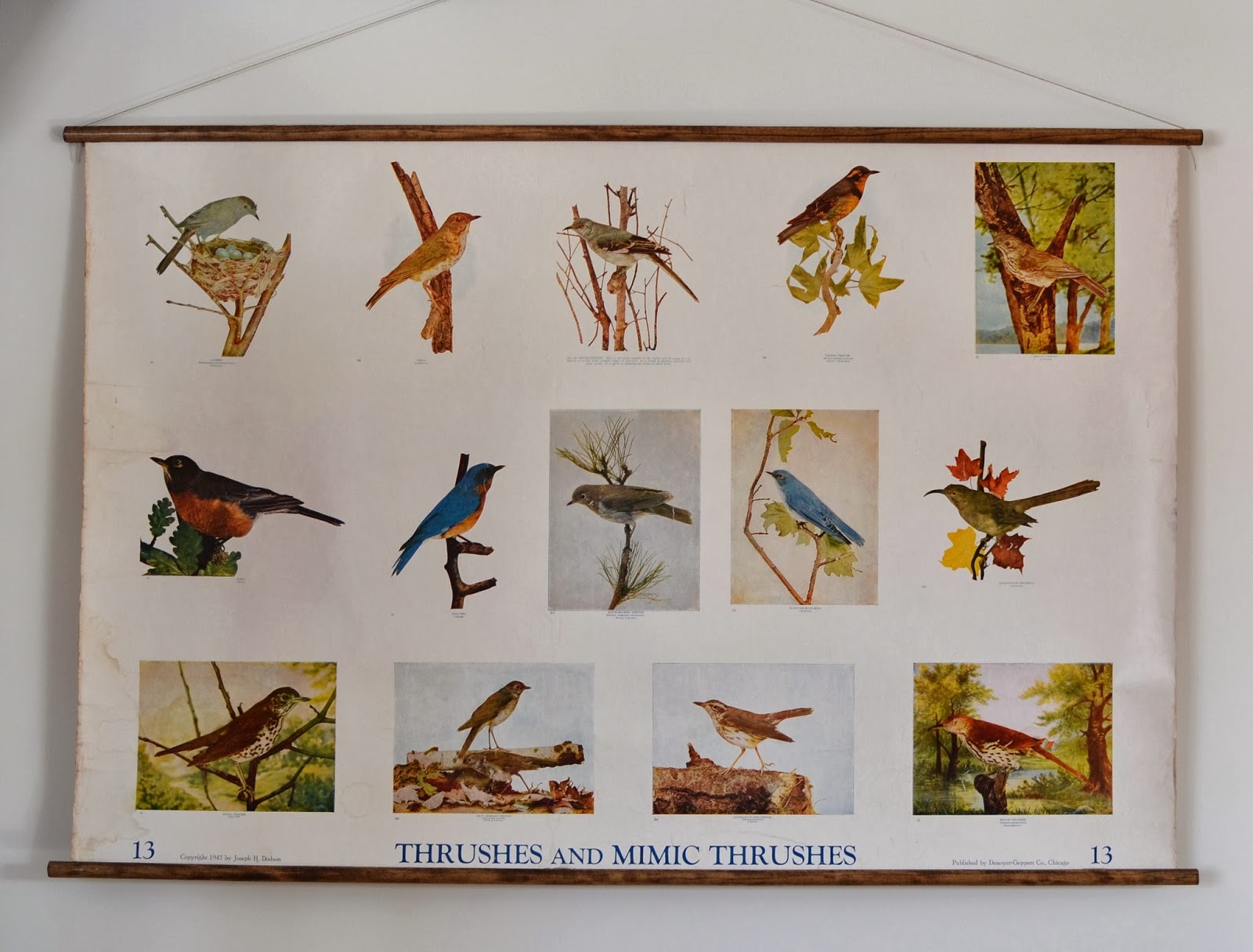 Cricket Acres Studio: Vintage Bird Posters Turned into 'School Chart' Art