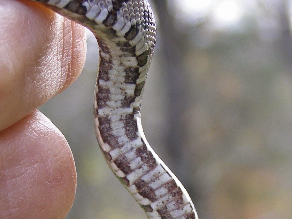 Eastern Milk Snake Belly