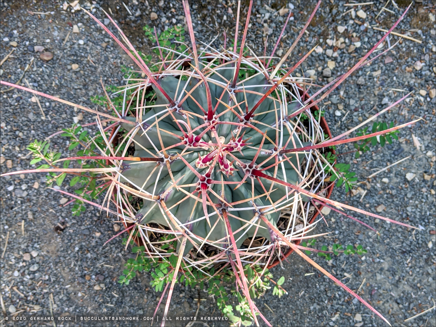 The weed I love to hate