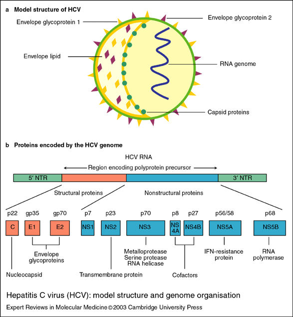 Combating the Hepatitis C Virus: how advances in cellular biology are ...