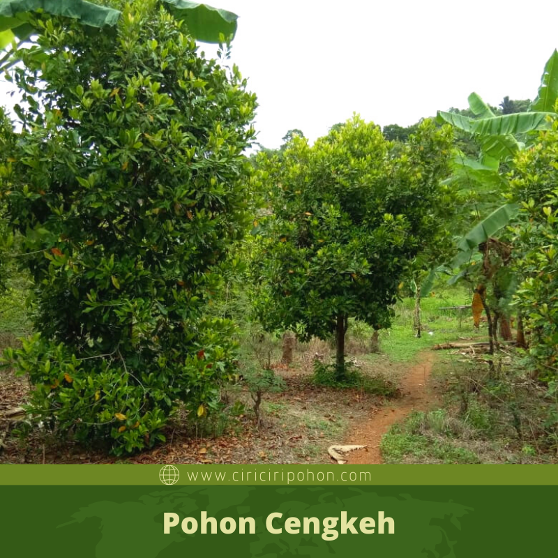 Ciri Ciri Pohon Cengkeh (Syzygium aromaticum) Di Alam Liar - Ciriciripohon.com