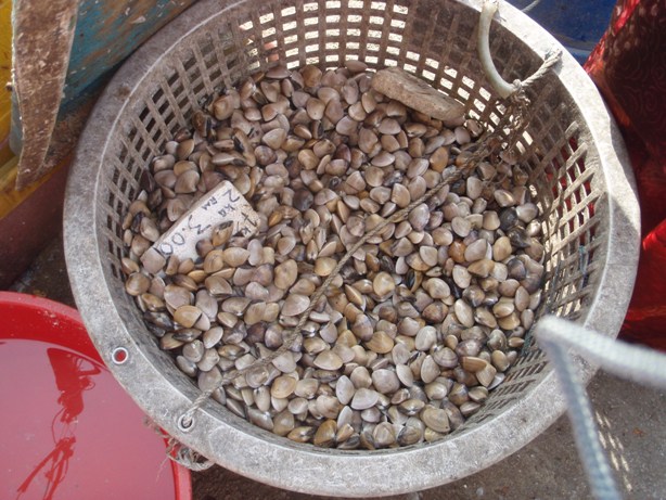 Xing Fu: SHELLFISH: KEPAH