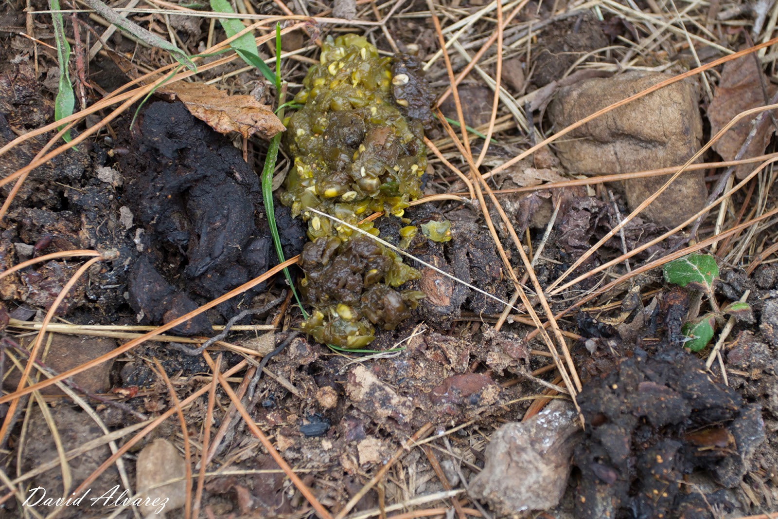 Naturaleza Cantábrica: Los peces se dispersan por el aire