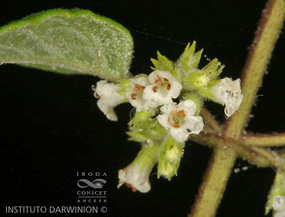 Argentina nativa: Peperina (Minthostachys verticillata)