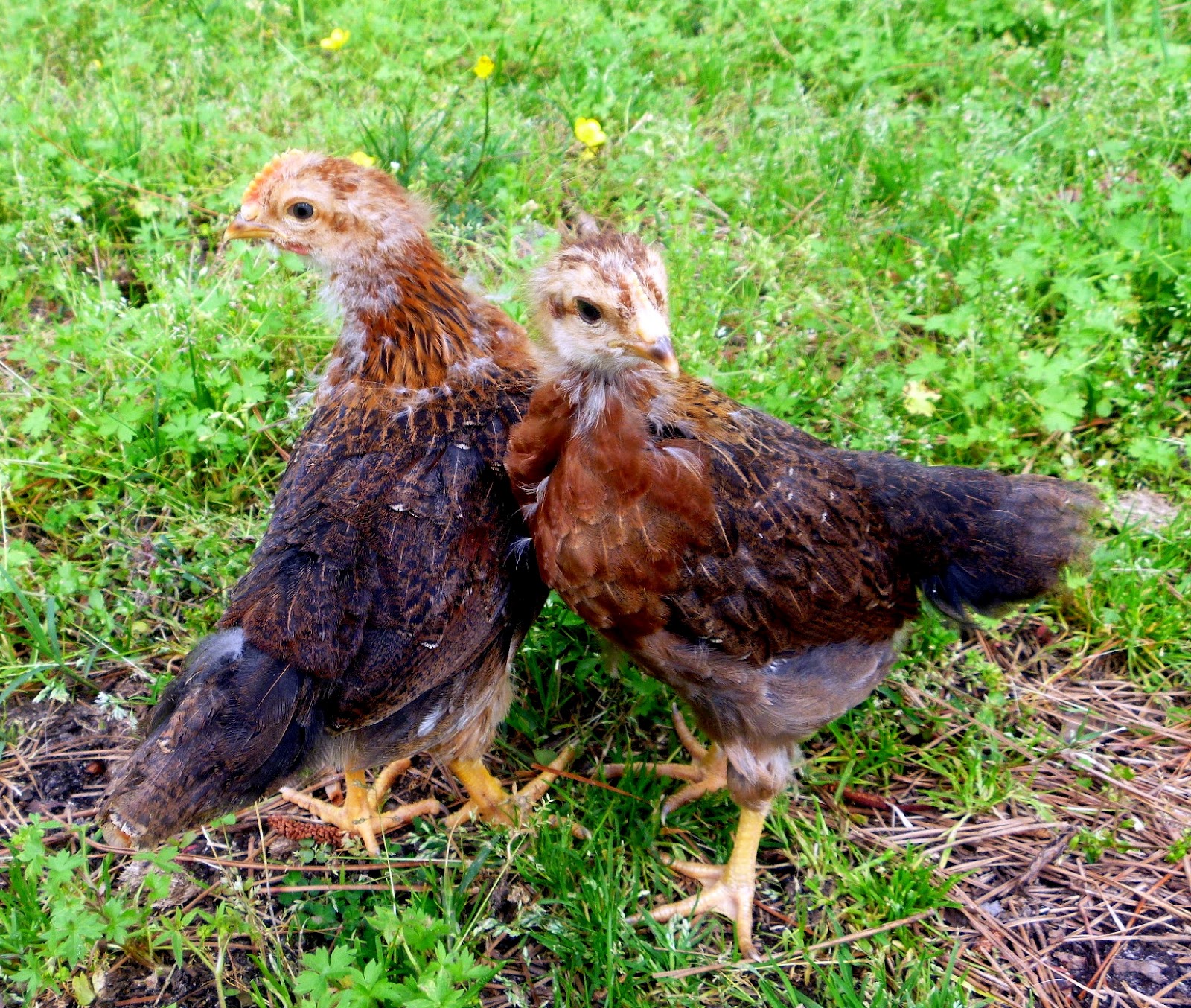 Welsummer Pullet