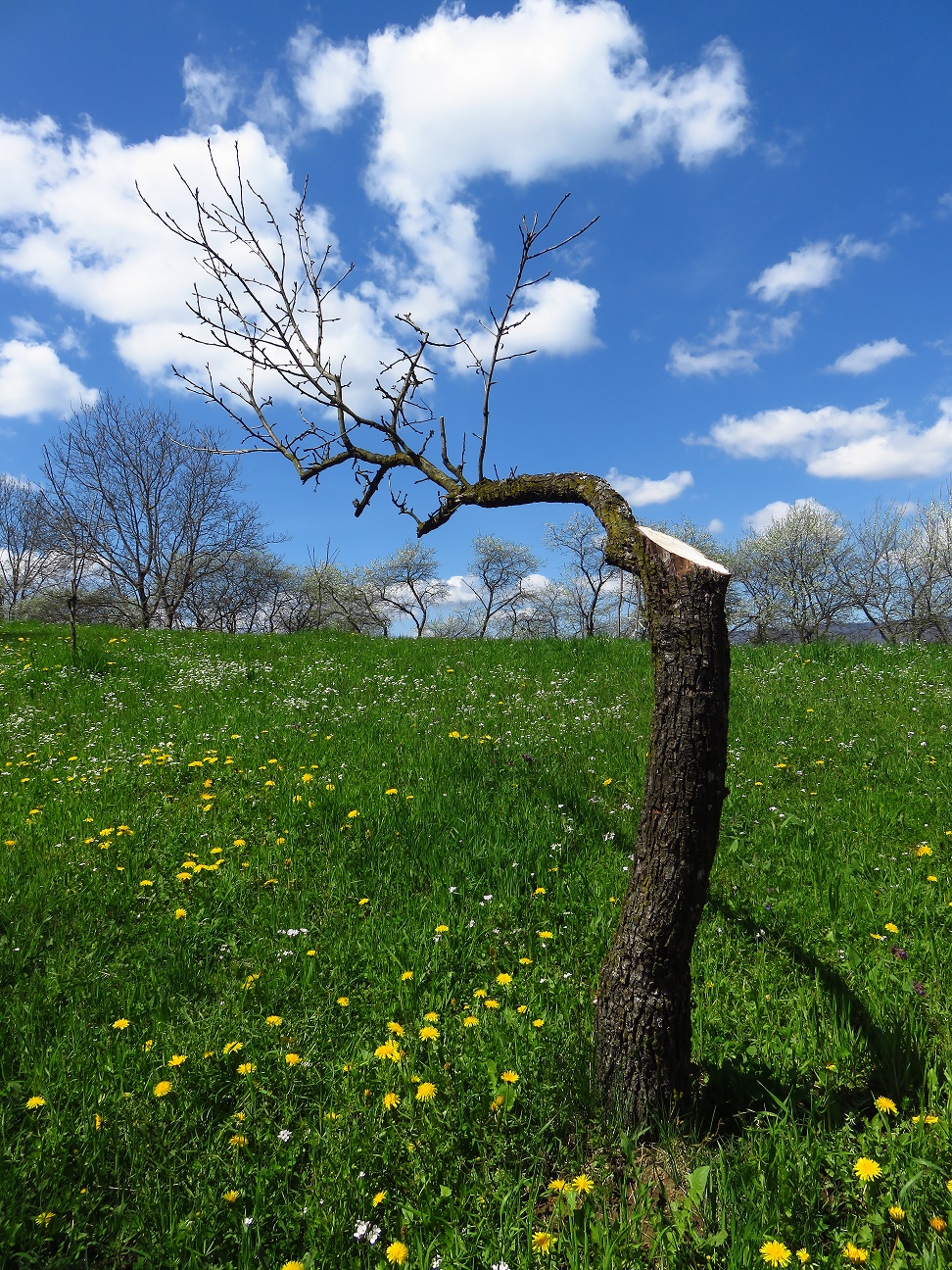 Jurnal de Calatorii: SATUL BREB (MARAMURES- ROMANIA) ÎN IMAGINI - 2021
