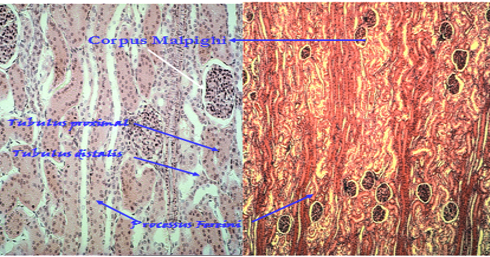 Histologi Ginjal - Scilintia