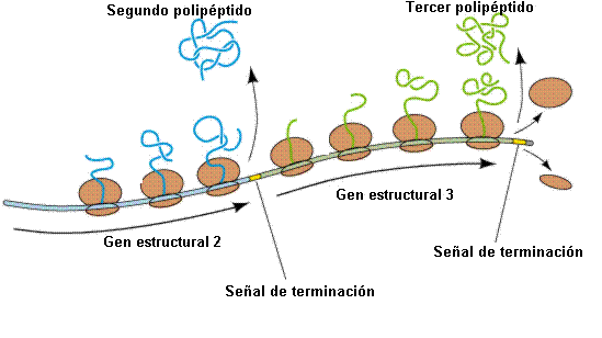 El-Biologo-Confundido: 1.1.4 El modelo de operòn