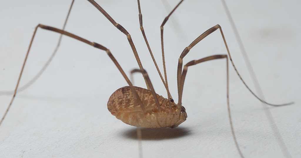 Variety of Life: Nelima