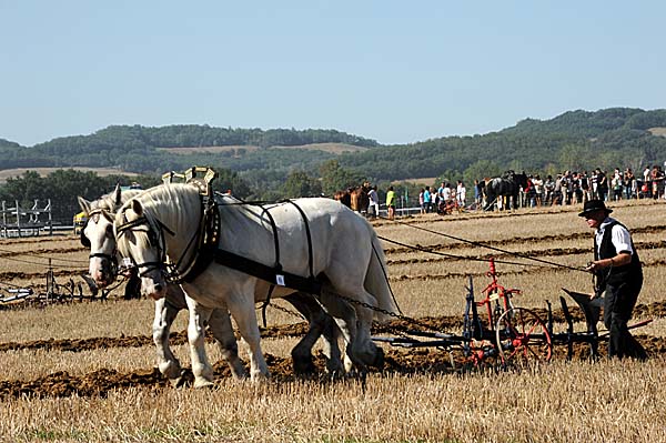 Percheron International: Labour, Les Percherons À L'Honneur