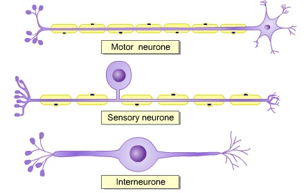 BIOLOGY FORM 6: THE NERVOUS SYSTEM