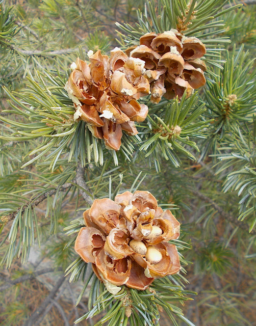 Southern Rockies Nature Blog: Piñones 1: Smart Birds — How Do They Know?