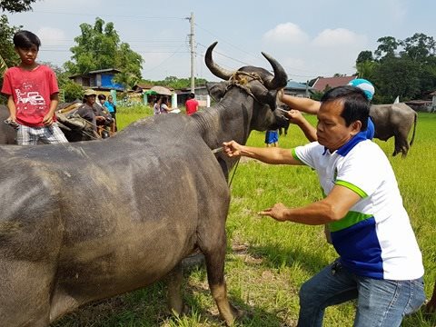 paghahayupan - philippin news collections