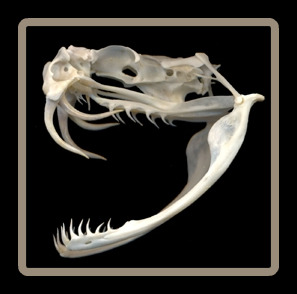 Terengganu Reptiles Club: Tengkorak Ular Bab 1