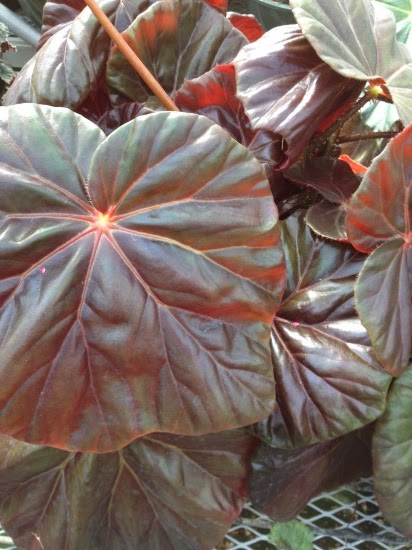 Всё о бегониях и не только...: Begonia 'Foxy Lady', Begonia 'Freddie ...