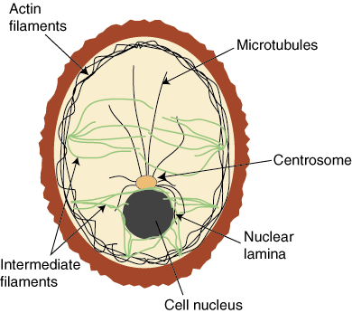 INTRACELLULAR COMPONENTS