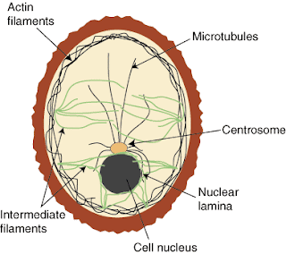 INTRACELLULAR COMPONENTS