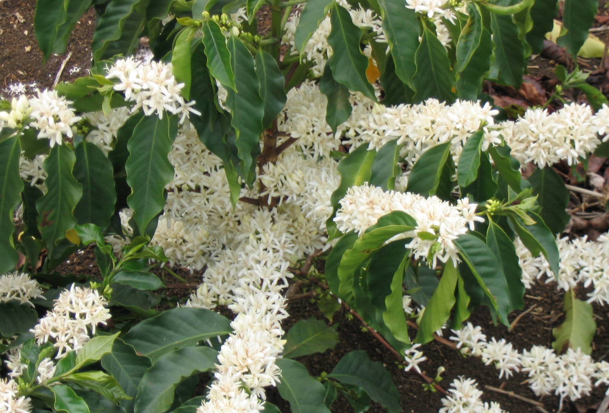 What is the national flower of Yemen