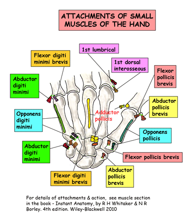 موقع الدكتور أحمد كلحى: صور تشريح Anatomy of the Upper Limb : Cubital ...