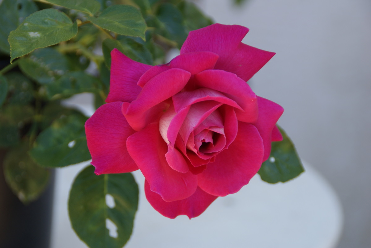 Organic Garden Dreams: August Roses