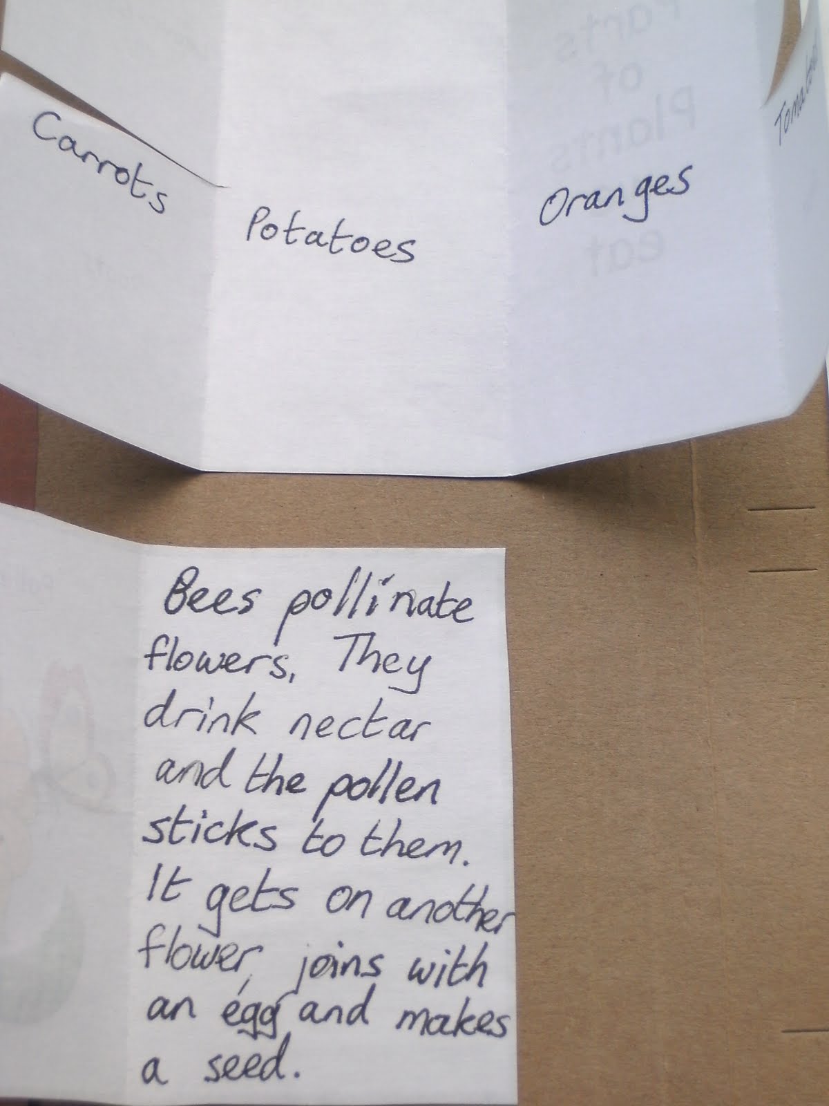 Educating Iona: Plants and flowers lapbook