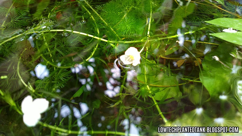 Flowering Elodea Aquatic Plant