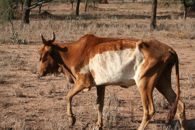 Estamos em tempo de vacas magras