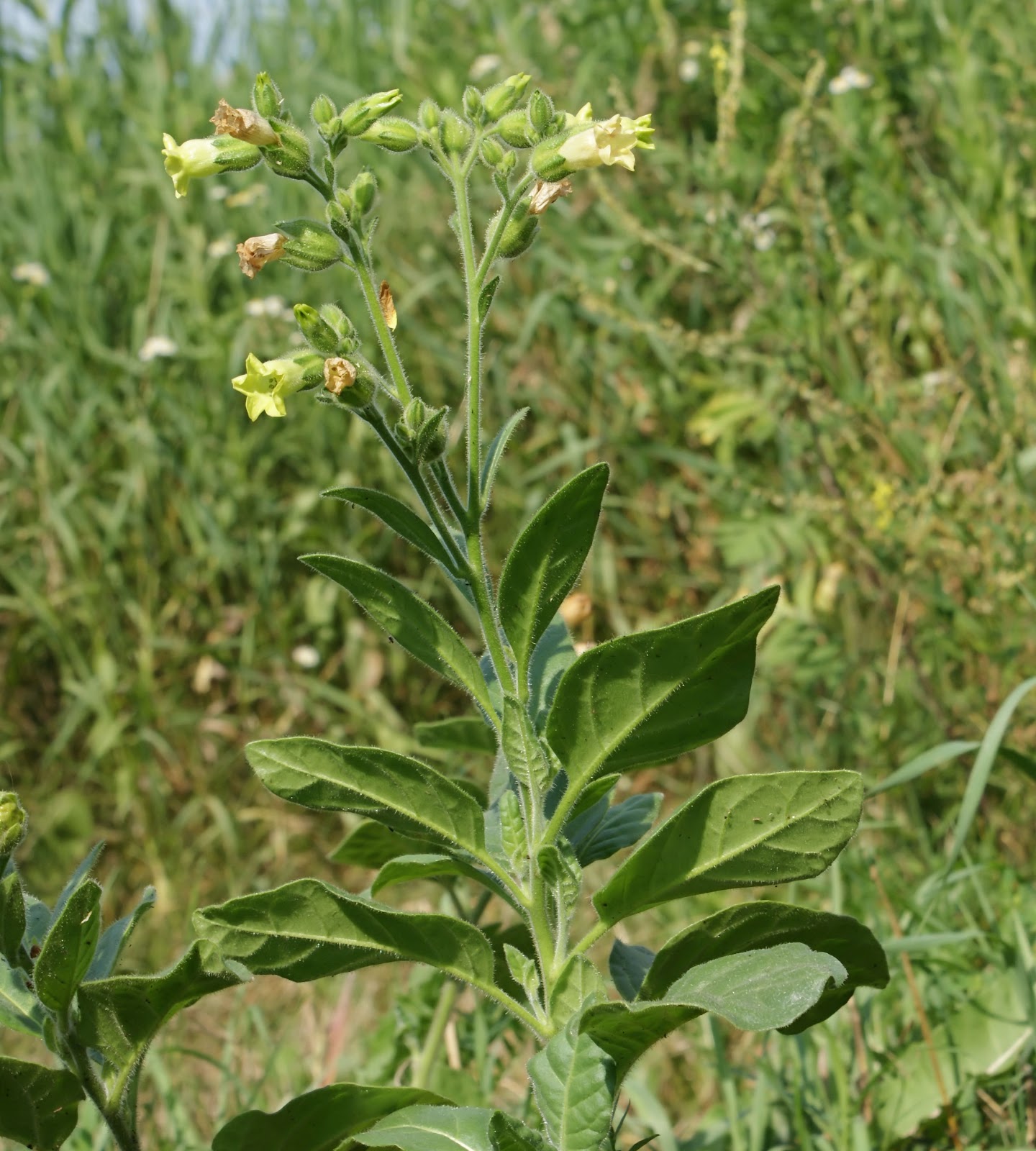Being Herbalism: Wild Harvesting Herbs