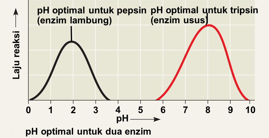 CARA KERJA ENZIM