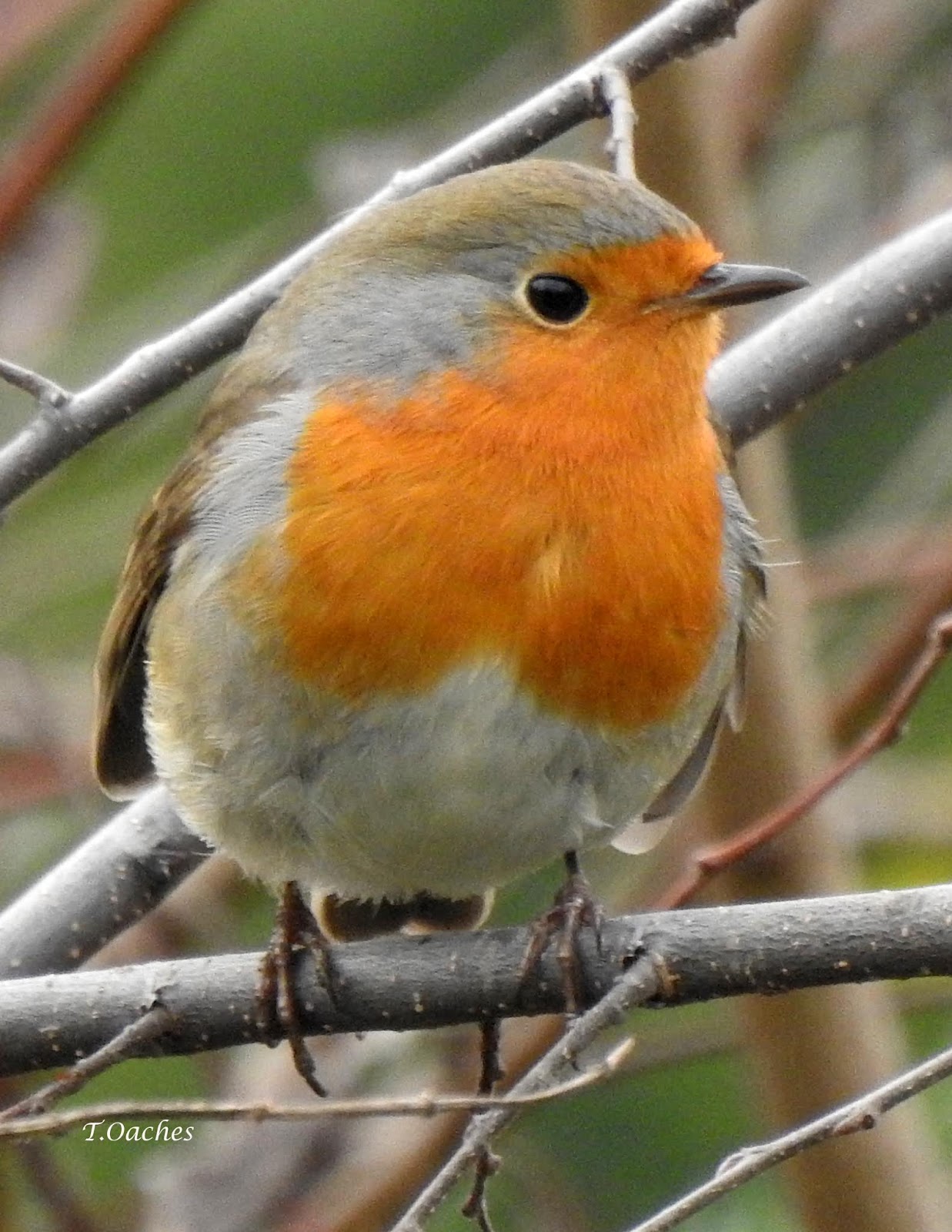 PASARI DIN ROMANIA: MACALEANDRU, Erithacus rubecula
