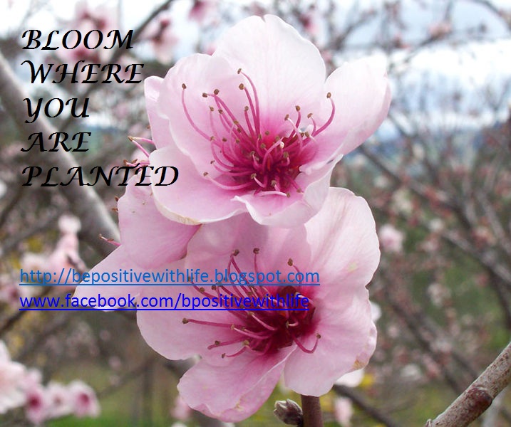 Be Positive With Life: BE POSITIVE WITH LIFE QUOTES: FLOWERS