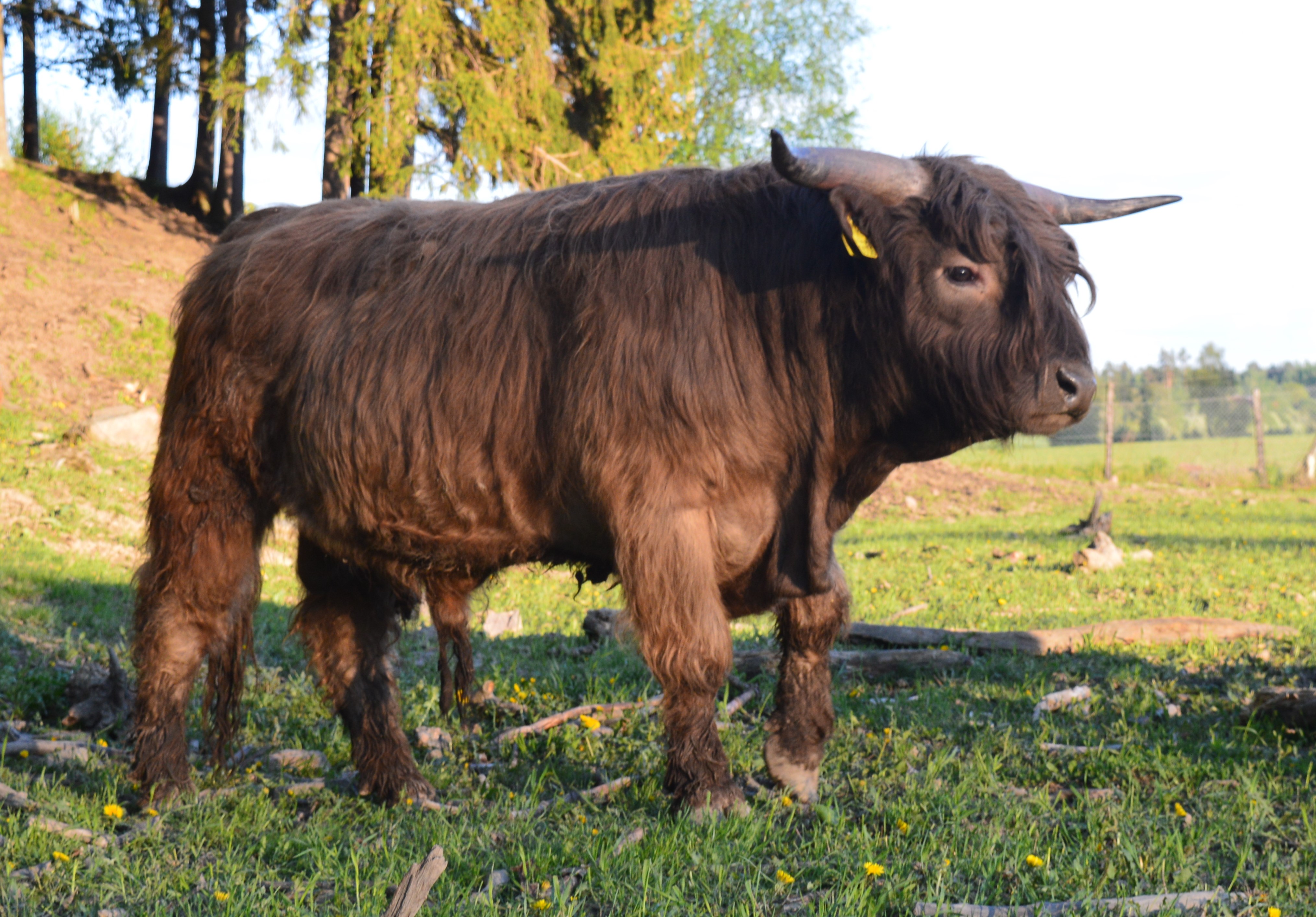 Boe's Highland Cattle: Tjurar till salu / Myytävät sonnit