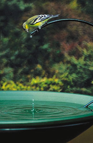 Why do birds poop in the bird bath?