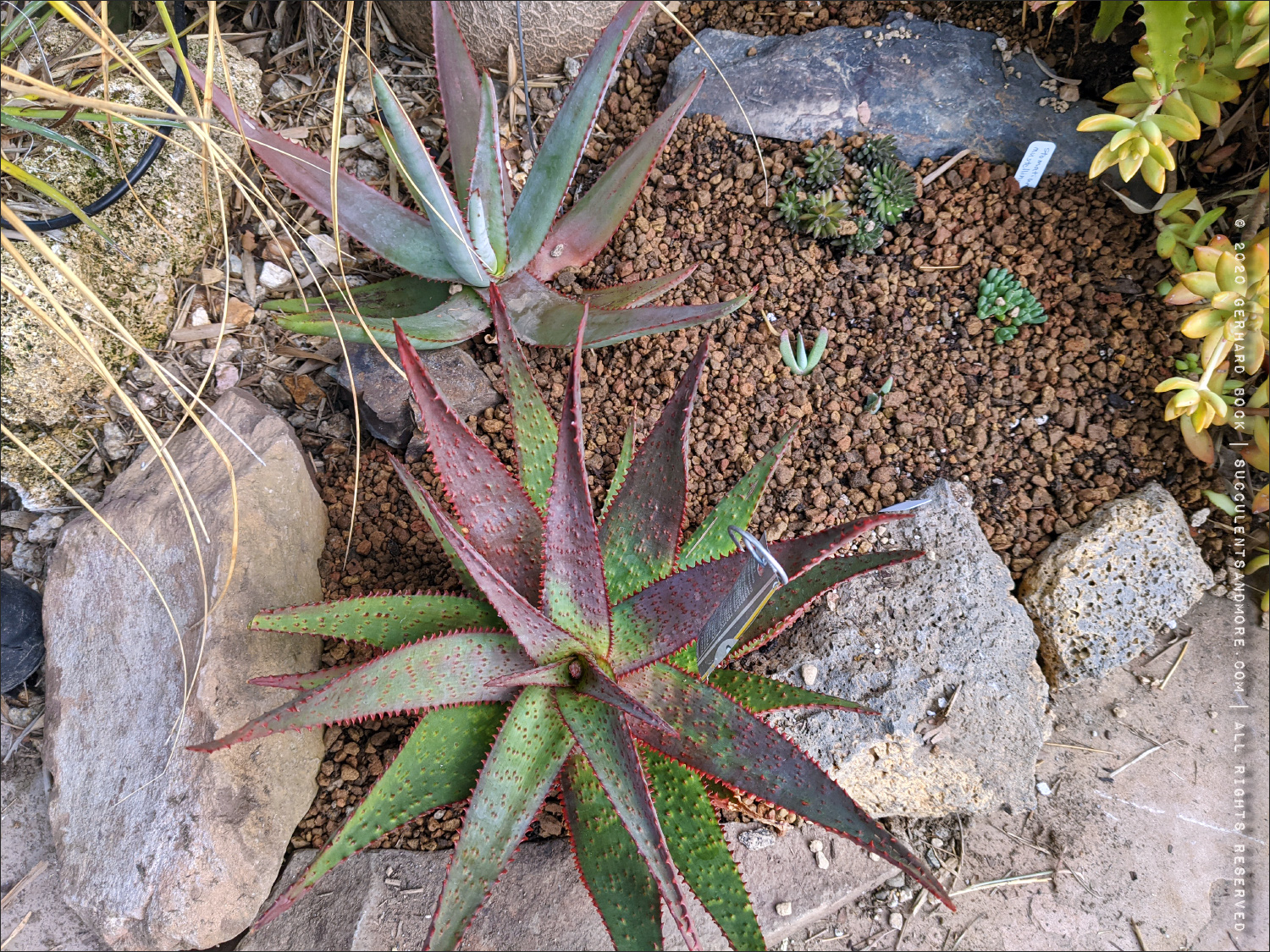 Last plantings for 2020