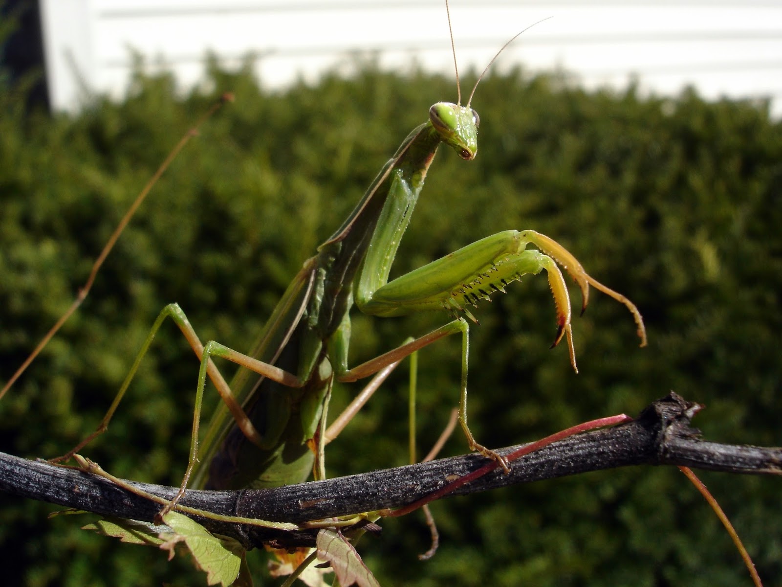 Uruguay and it's Curiosities-Uruguay y sus curiosidades: Praying Mantis ...