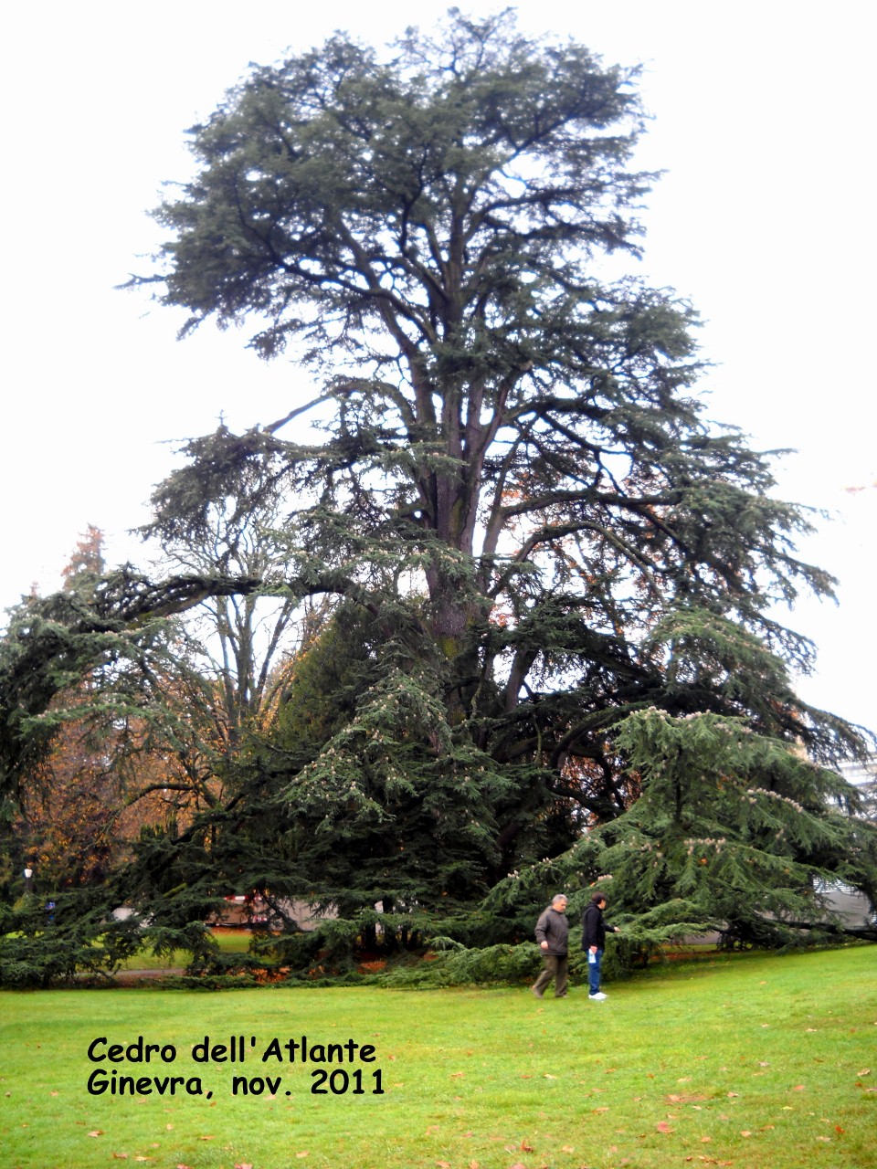 Ho incontrato un albero: Cedro dell'atlante