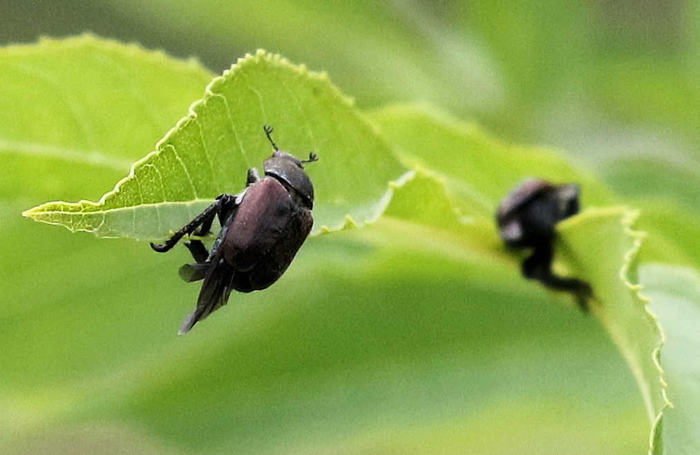 Birding with Flowers: Round-up of the End of the Spring Term