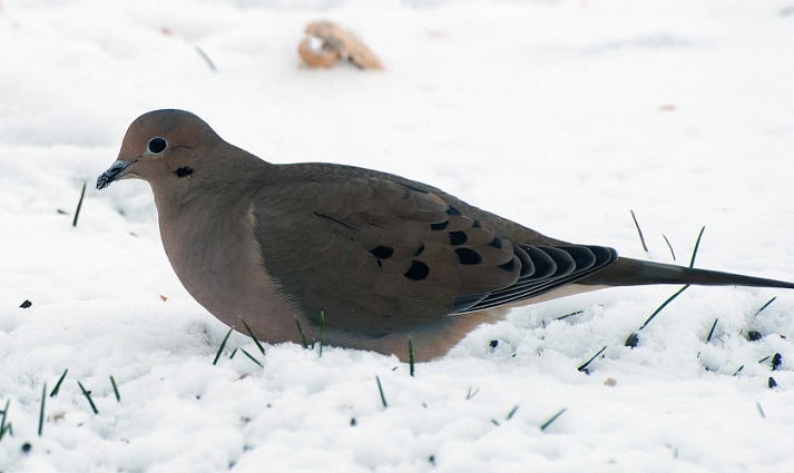 Me, Boomer and The Vermilon River: A Winter Ramble ( Scenes, Goldeneye ...