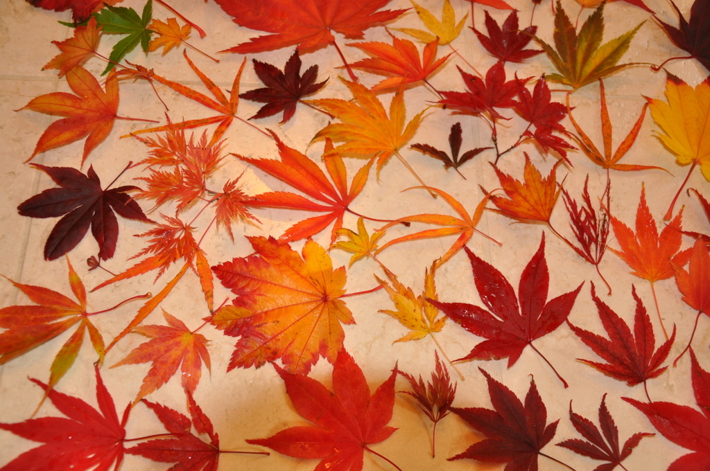 MySecretGarden: Japanese Maples. Picture Gallery