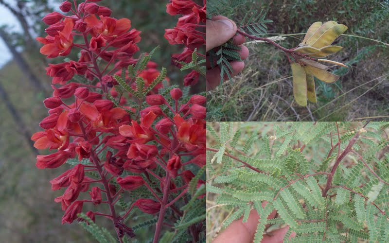 FOTOS DE FLORA NATIVA Y ADVENTICIAS DE URUGUAY : Pomaria rubicunda ...