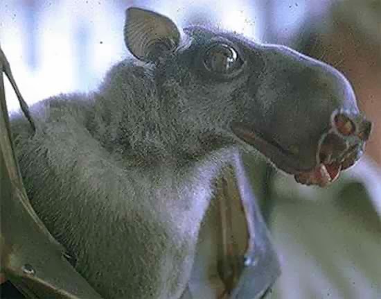 Murciélago de cabeza de martillo (Hypsignathus monstrosus)