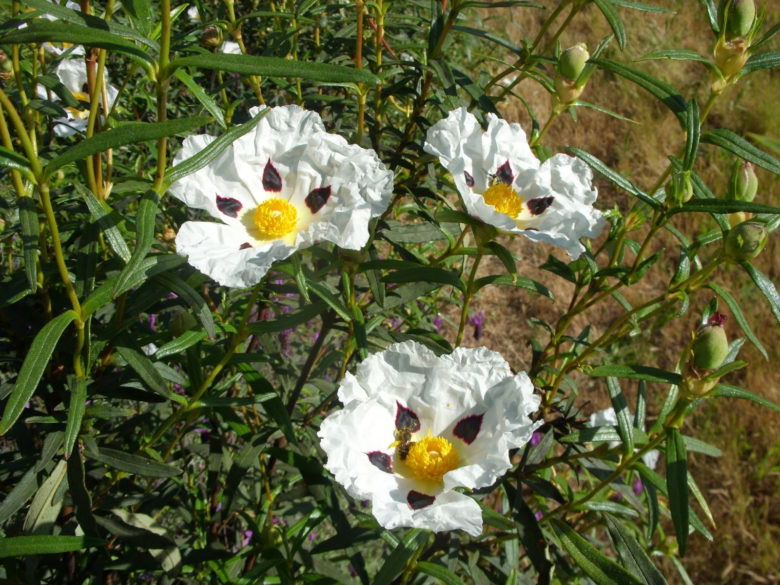 Pedaços de Mim: Flores de Esteva