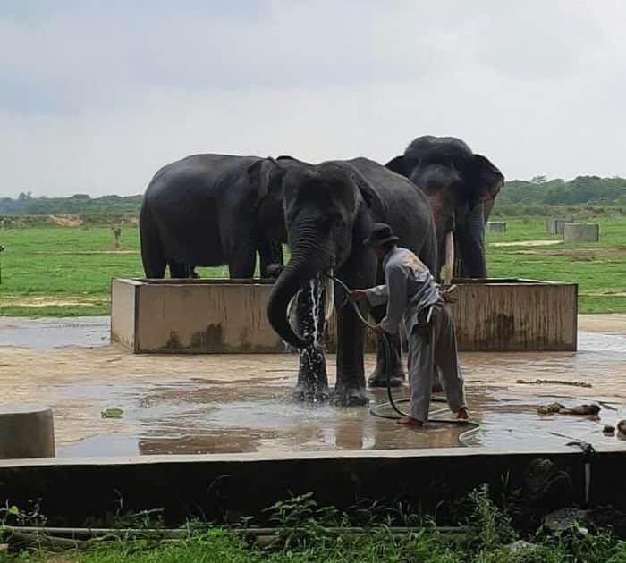 Way Kambas Sebagai Tempat Perlindungan Hewan dan Objek Wisata Lampung - Pesona Lampung