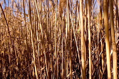 NEW SAVANNA: Three views of grass - ZOOM