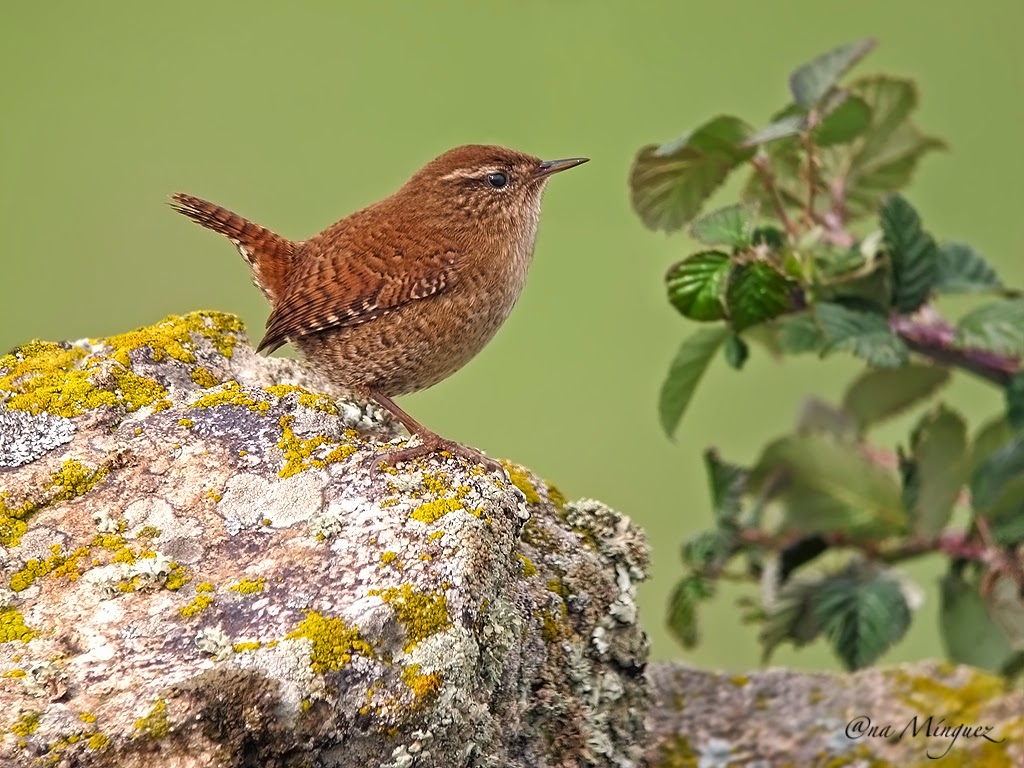 NATURANAFOTOS: Chochín común