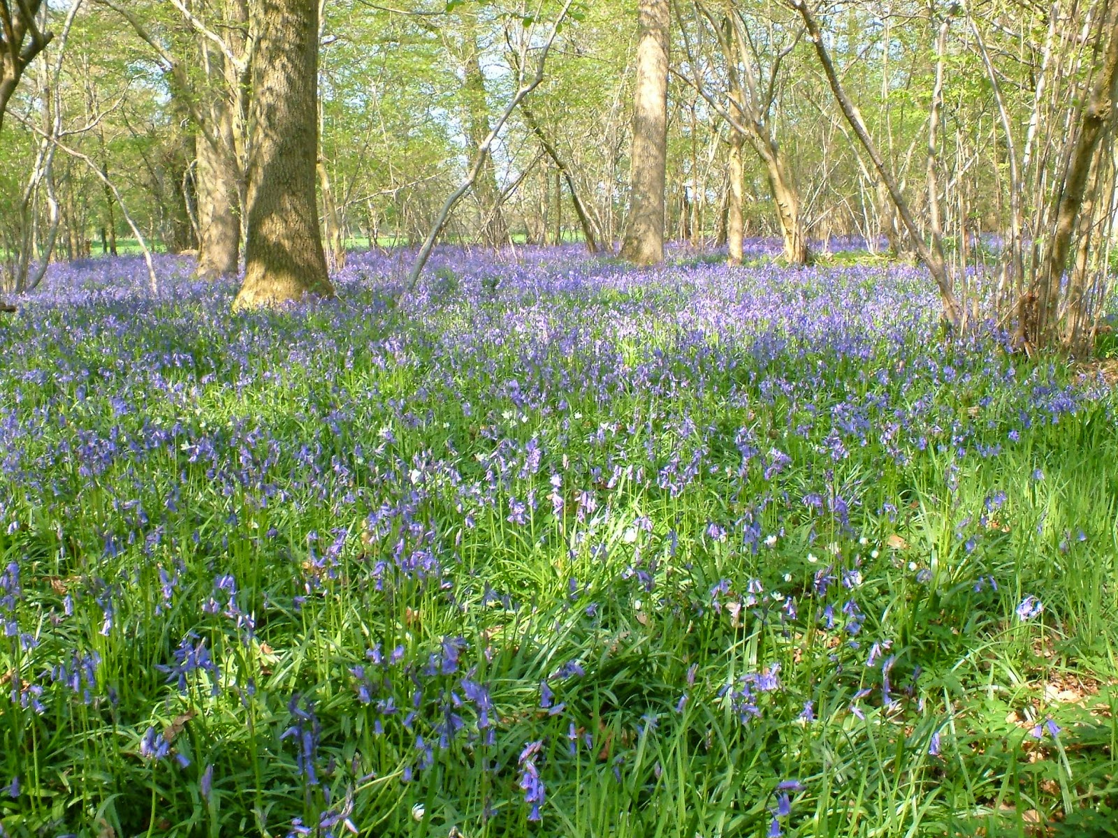 life between the flowers : Bluebells of Ancient English Woodlands ...