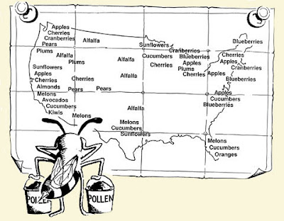 Strangers & Pilgrims on Earth: Bees ~ A Unit Study