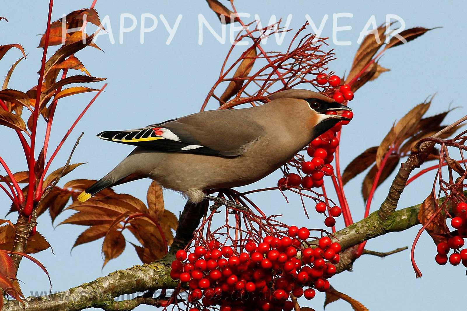 Joe Pender Wildlife Photography: Happy New Year