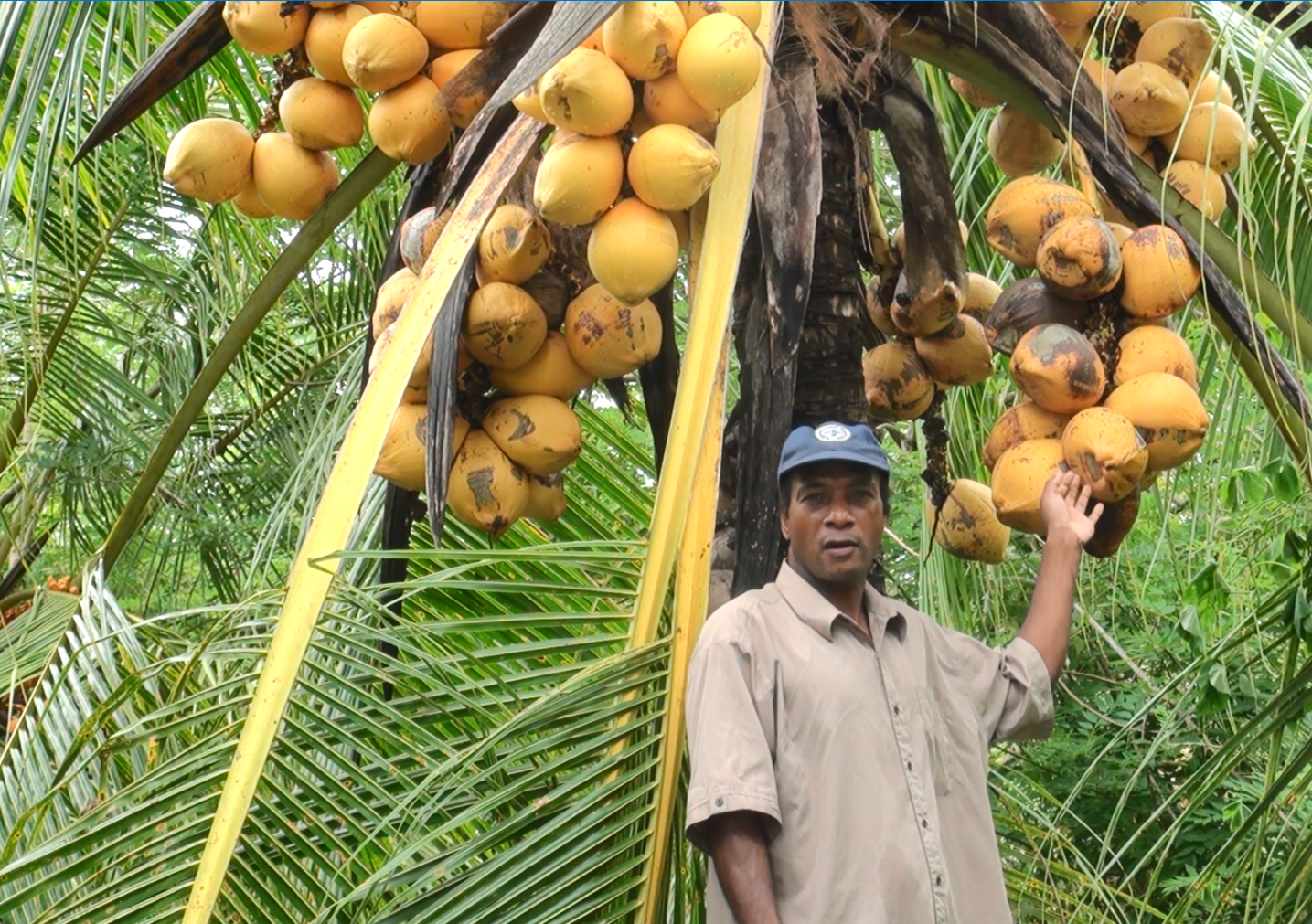 Coconut planting material for the Pacific region: Papua new Guinea